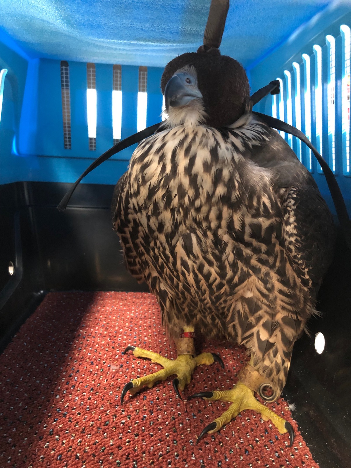 Skyport transports falcons to Kuwait for bird strike prevention duty ...